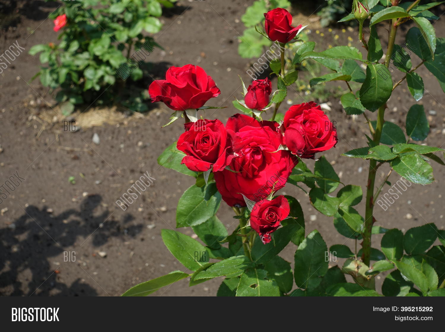 Branch Rose Bush Red Image & Photo (Free Trial) | Bigstock