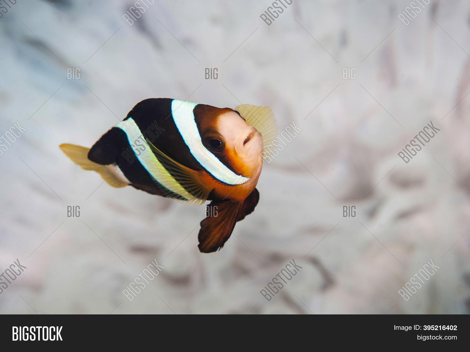 Clark Anemone Fish ( Image & Photo (Free Trial) | Bigstock