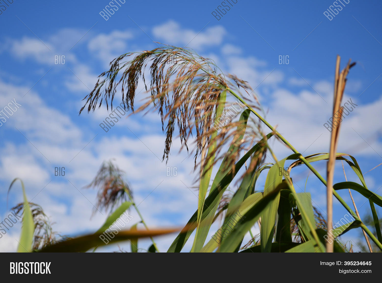 Marsh Reed. Broom On Image & Photo (Free Trial) | Bigstock