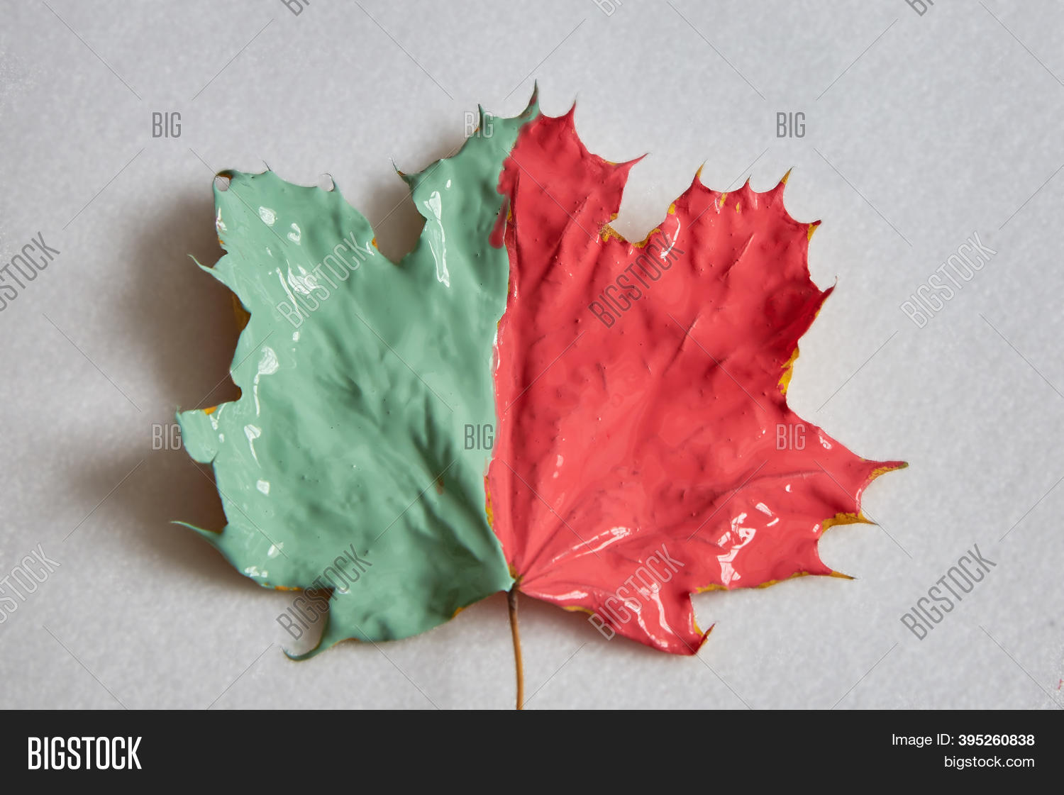 Maple Leaf Half Coral Image & Photo (Free Trial) | Bigstock