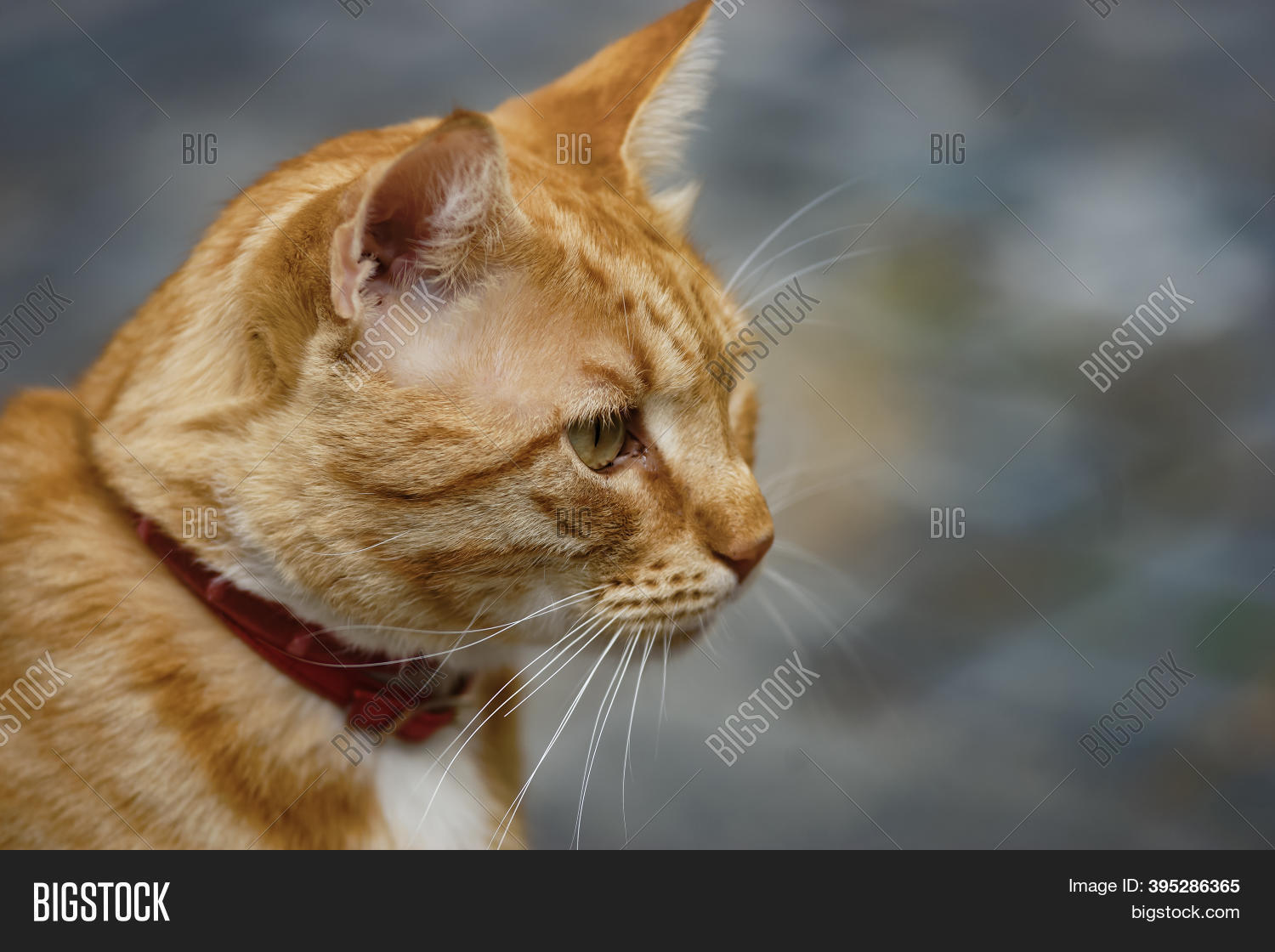 Bucharest, Romania - Image & Photo (Free Trial) | Bigstock