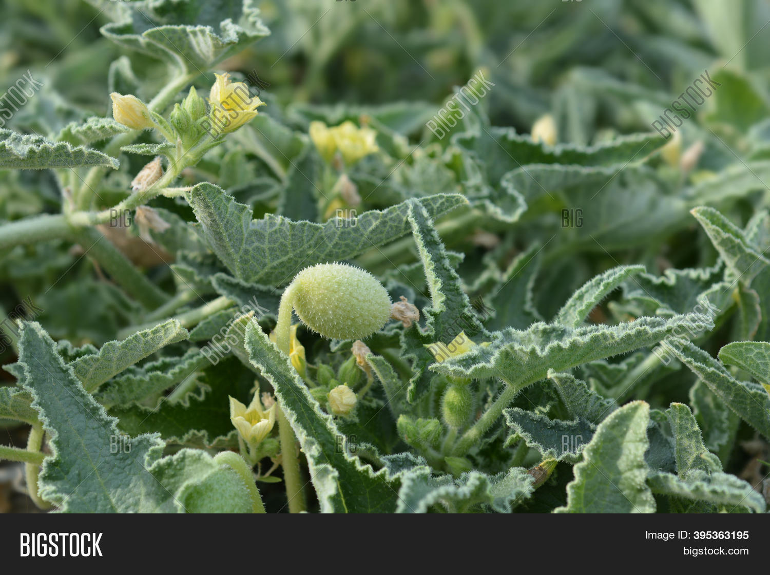 Squirting Cucumber - Image & Photo (Free Trial) | Bigstock
