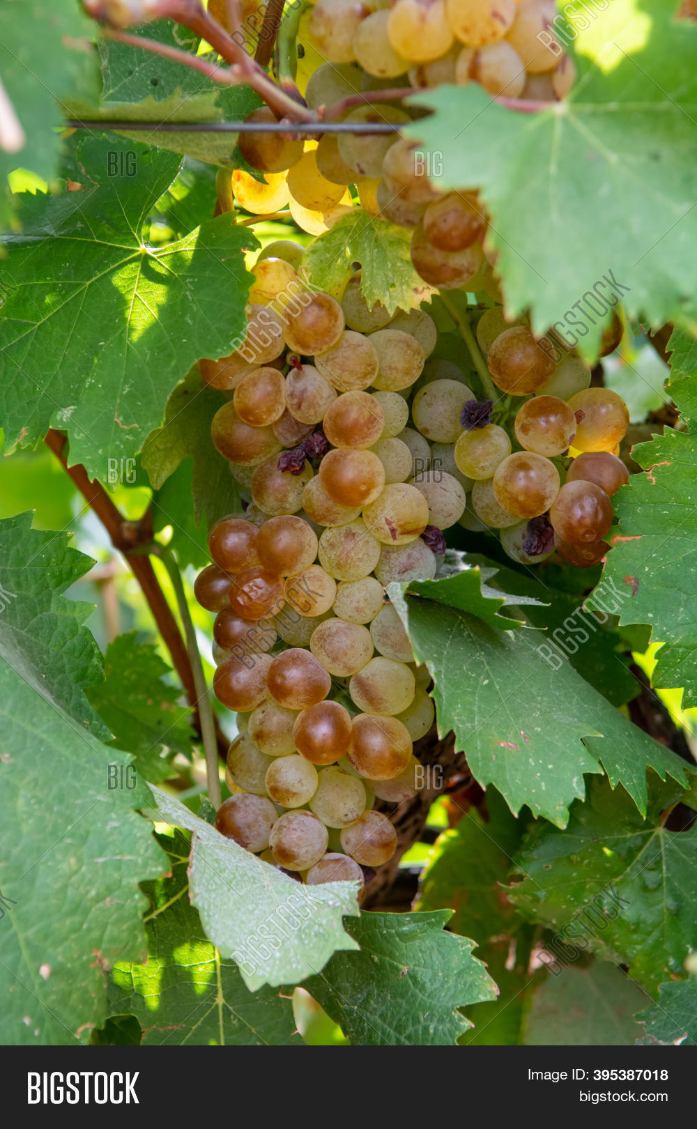 Ripe White Wine Grapes Image & Photo (Free Trial) | Bigstock