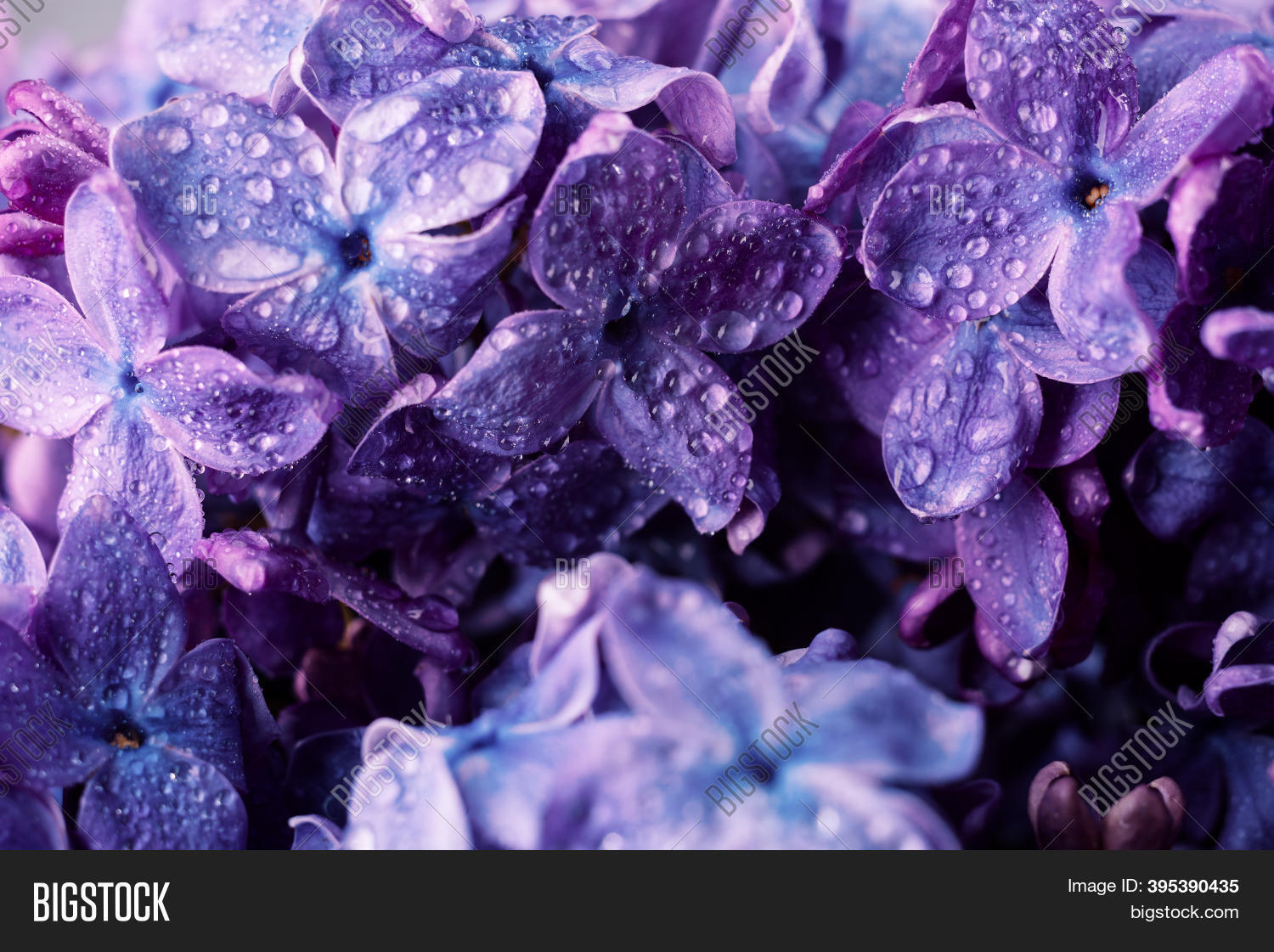 Beautiful Purple Lilac Image & Photo (Free Trial) | Bigstock