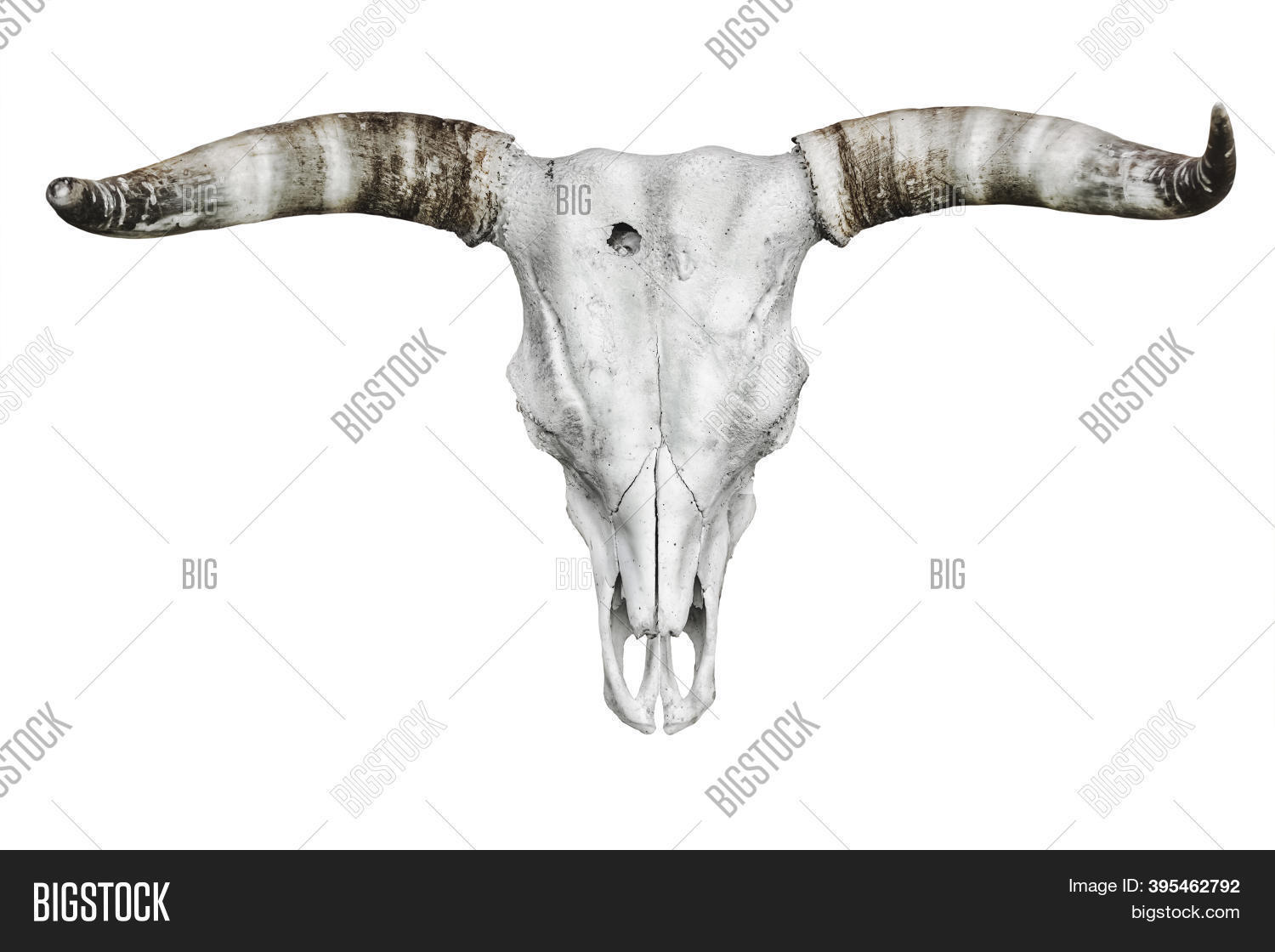 Bull Skull Horns Over Image & Photo (Free Trial) | Bigstock