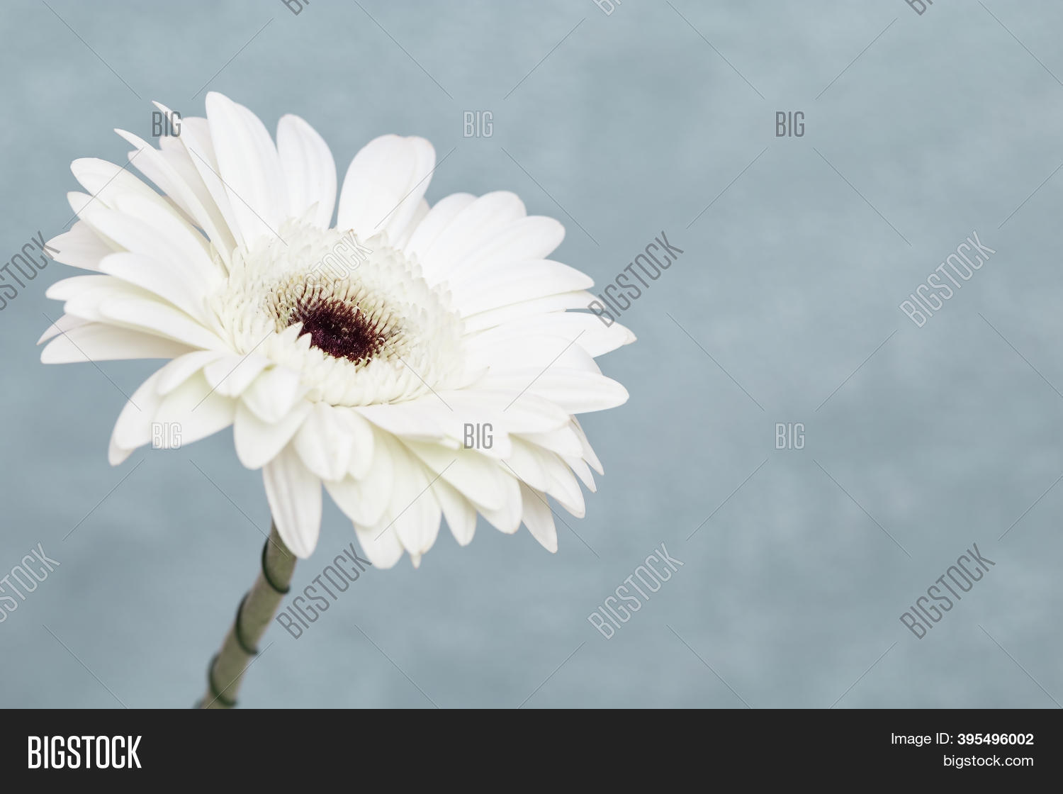 White Gerbera Flower Image & Photo (Free Trial) | Bigstock