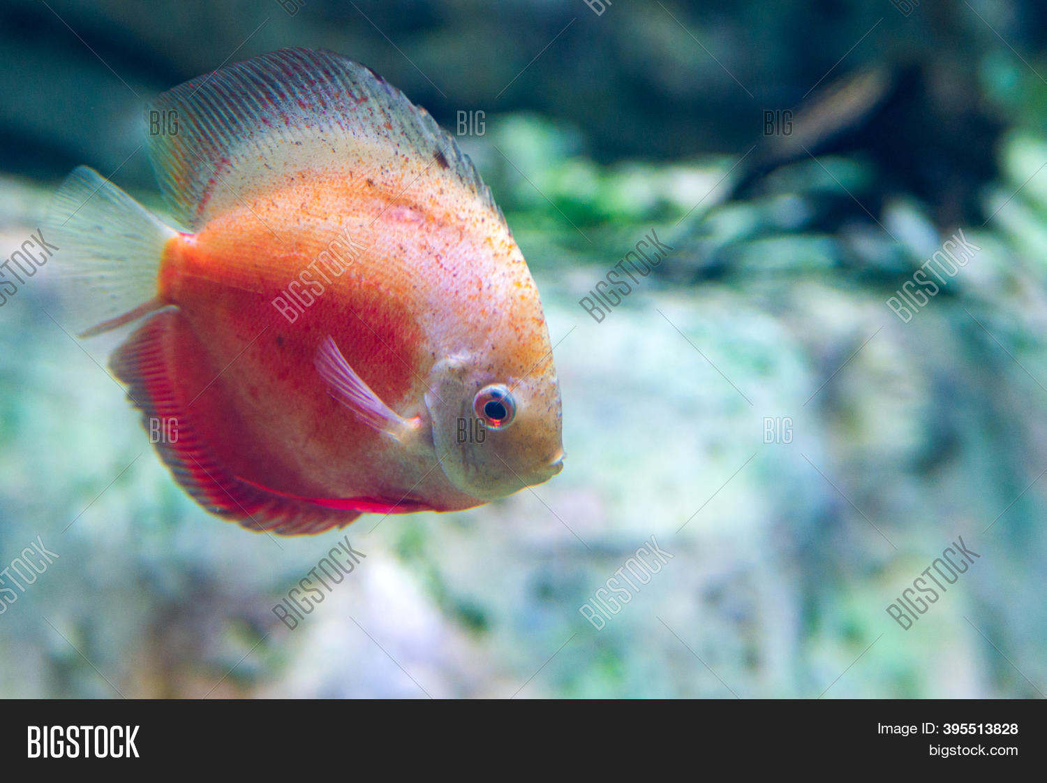 Freshwater Aquarium Image & Photo (Free Trial) | Bigstock