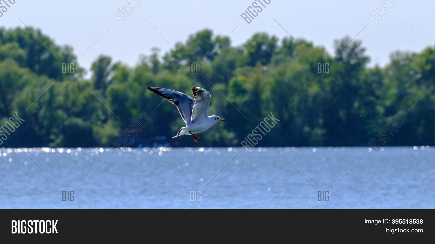 Seagull Hunting Down Image & Photo (Free Trial) | Bigstock