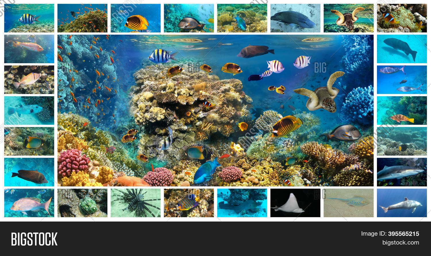 Collage Underwater Image & Photo (Free Trial) | Bigstock