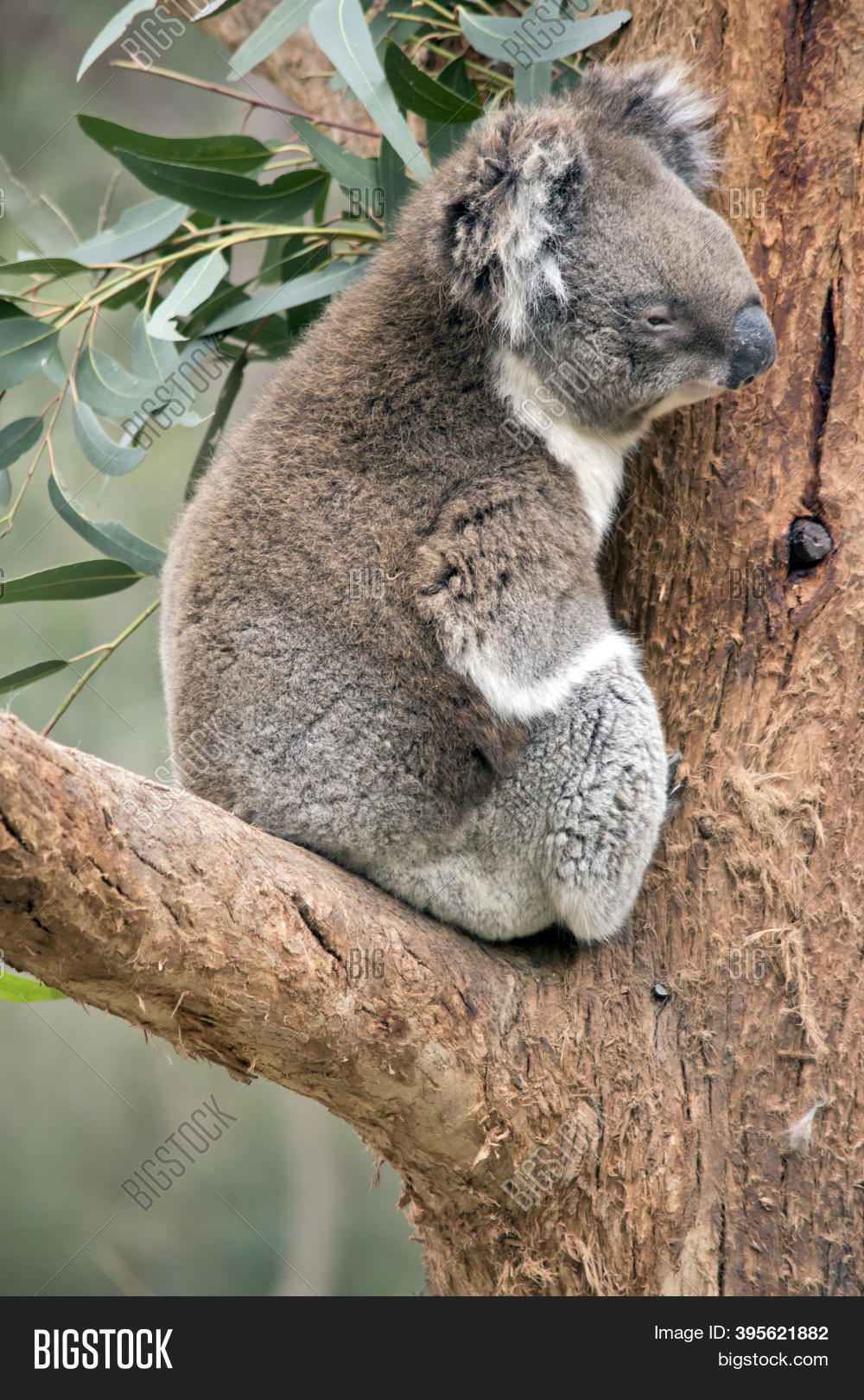 Koala Cute Marsupial Image & Photo (Free Trial) | Bigstock
