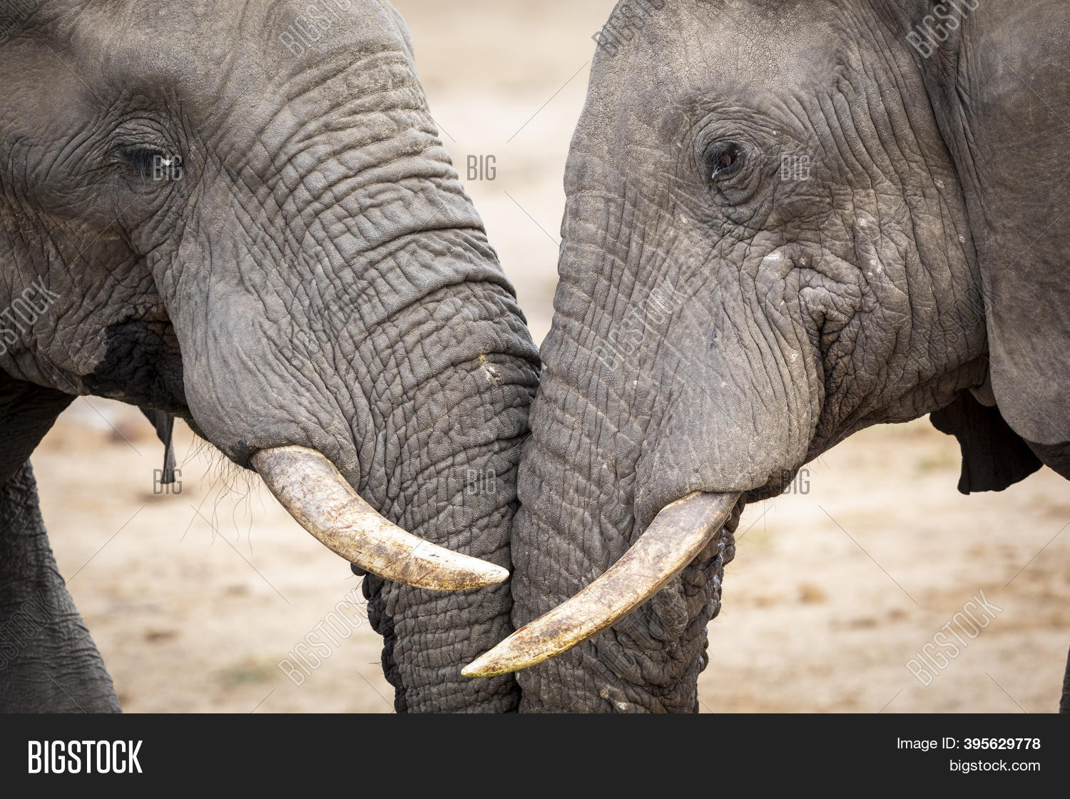 Two Adult Elephants Image & Photo (Free Trial) | Bigstock