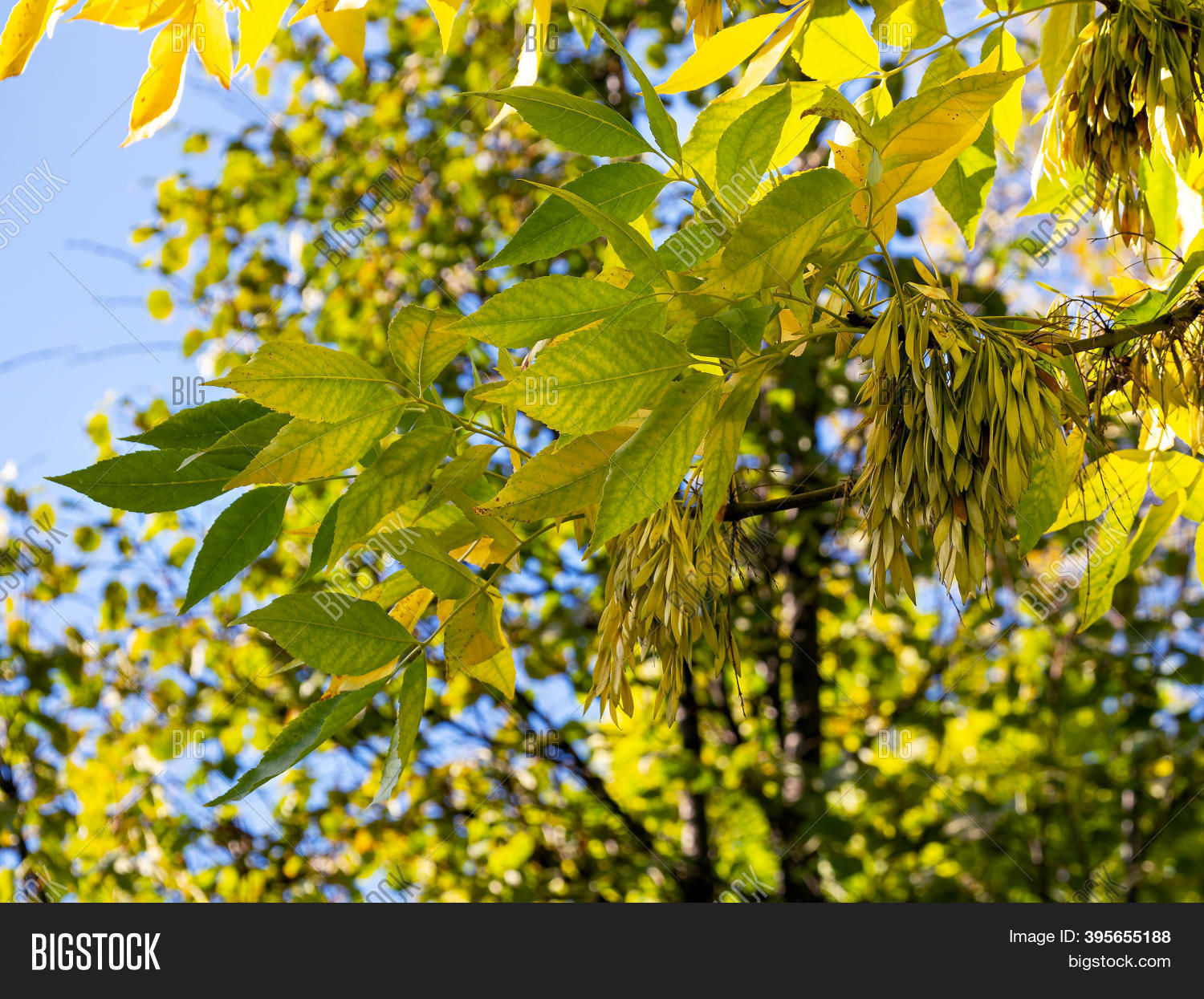 Ash Branch Yellow Image & Photo (Free Trial) | Bigstock