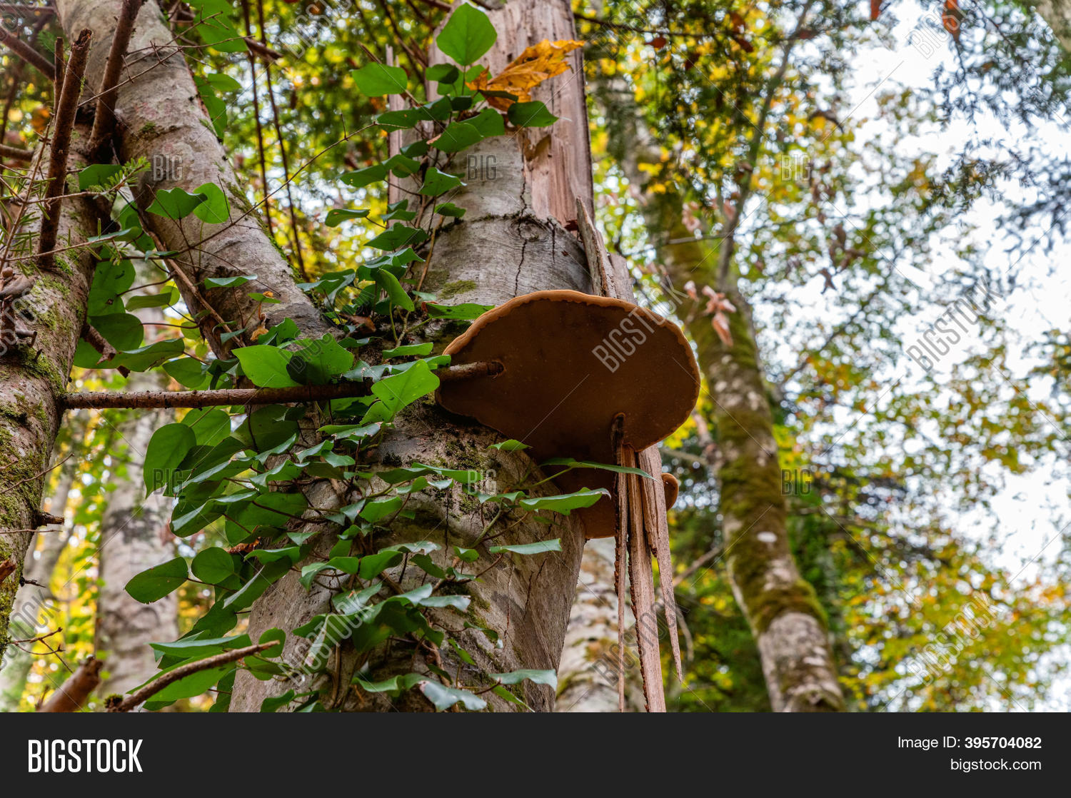 Big Polypore Mushroom Image & Photo (Free Trial) | Bigstock