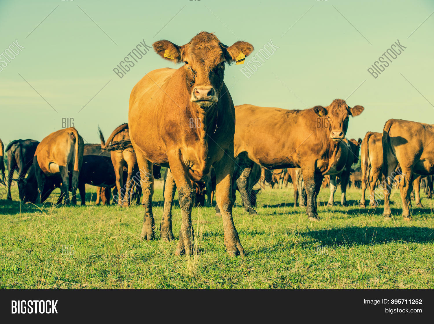 Cows Meadows. Red Cows Image & Photo (Free Trial) | Bigstock