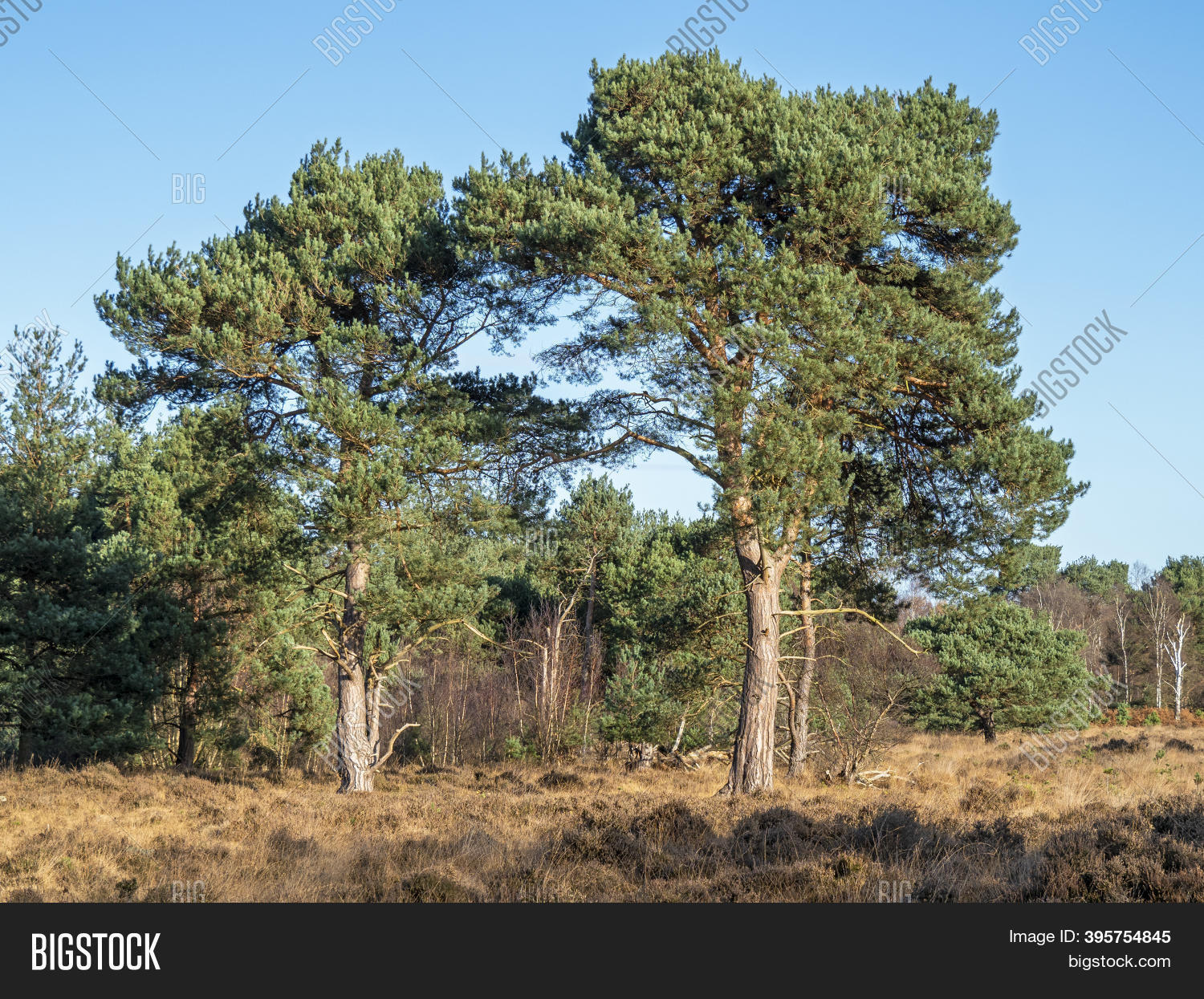Two Pine Trees Image & Photo (Free Trial) | Bigstock