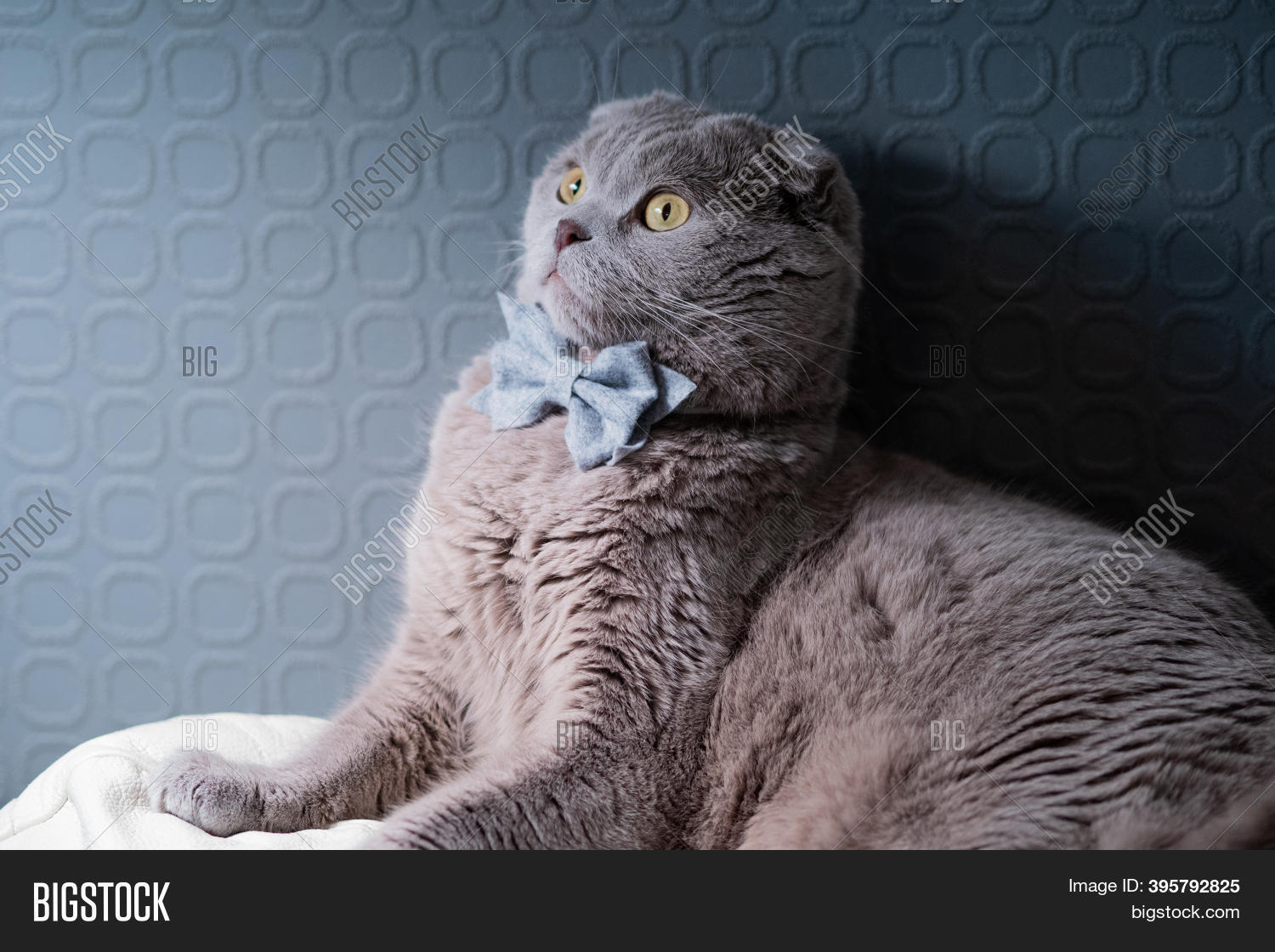 Cute Funny Grey Cat Image & Photo (Free Trial) | Bigstock