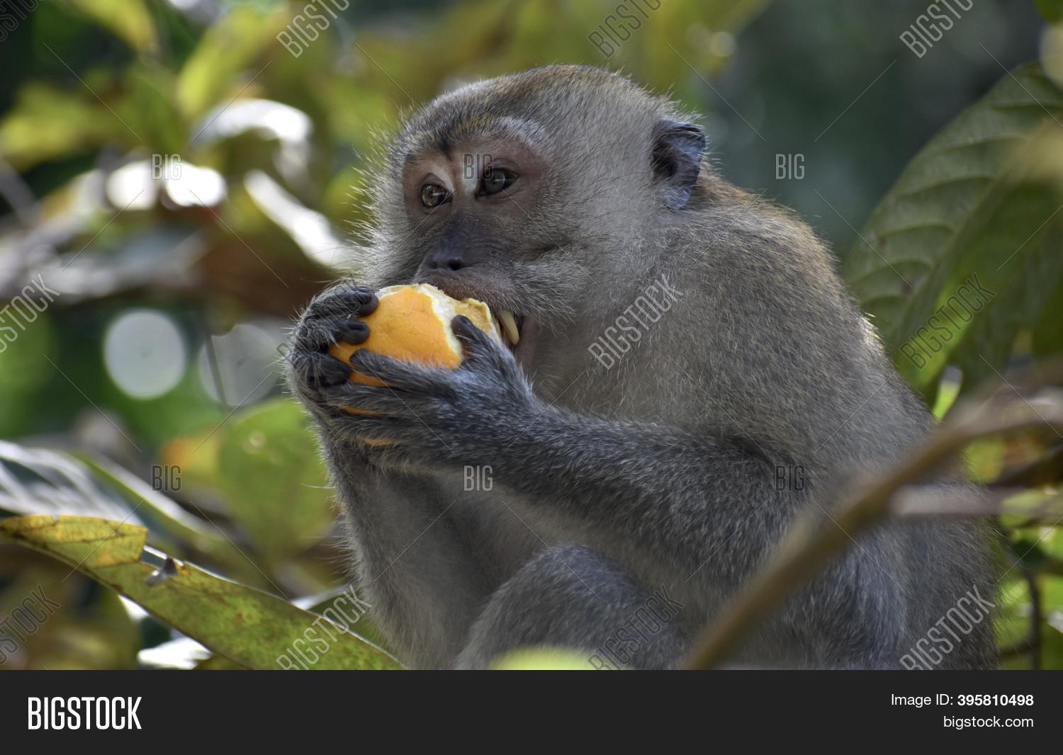 Macaque Monkey Image & Photo (Free Trial) | Bigstock