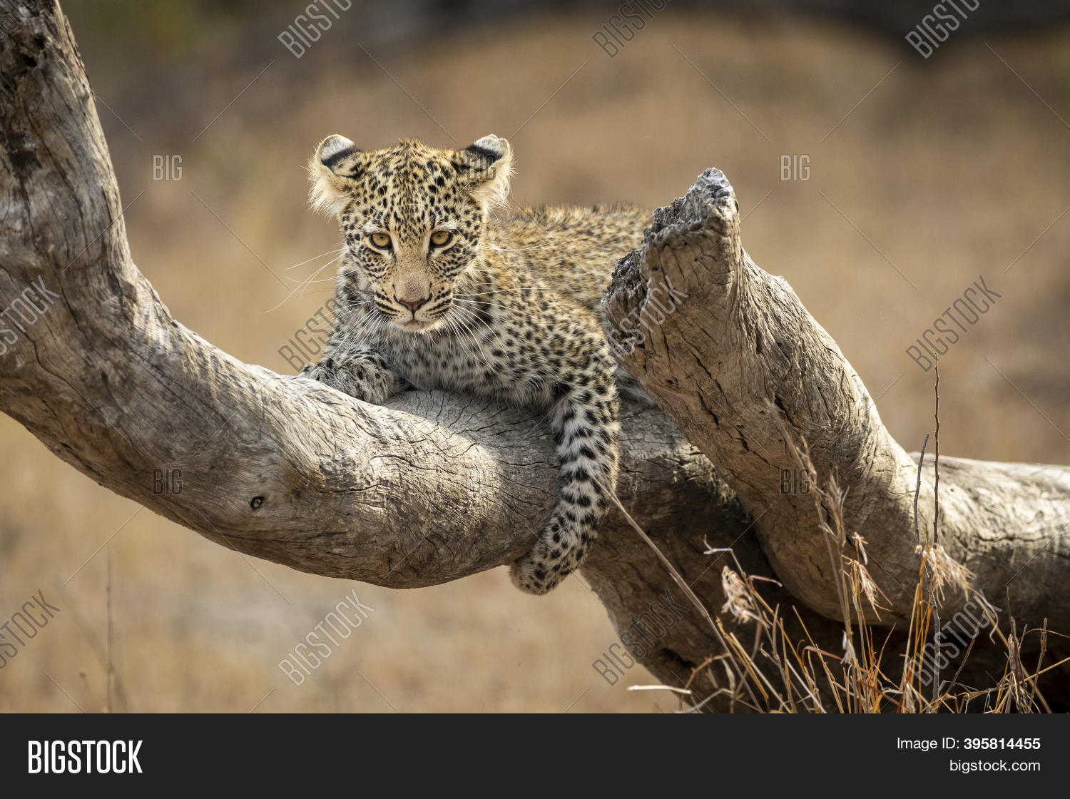 Young Leopard Cub Image & Photo (Free Trial) | Bigstock
