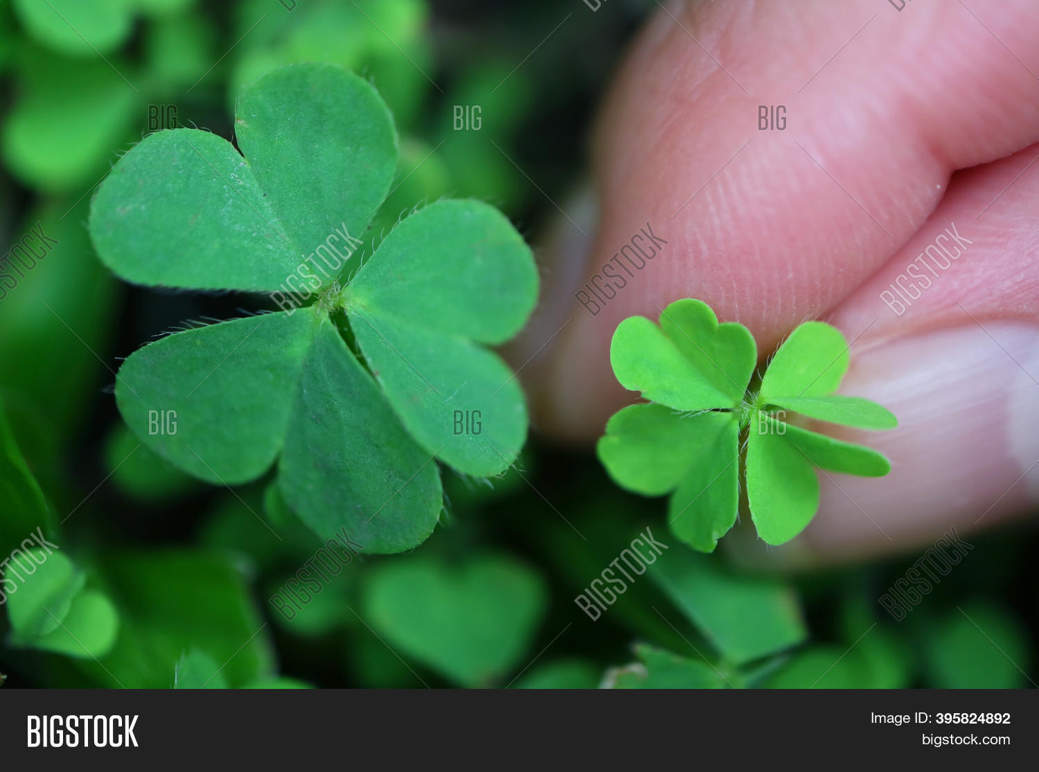 One Four-leaf Clover Image & Photo (Free Trial) | Bigstock