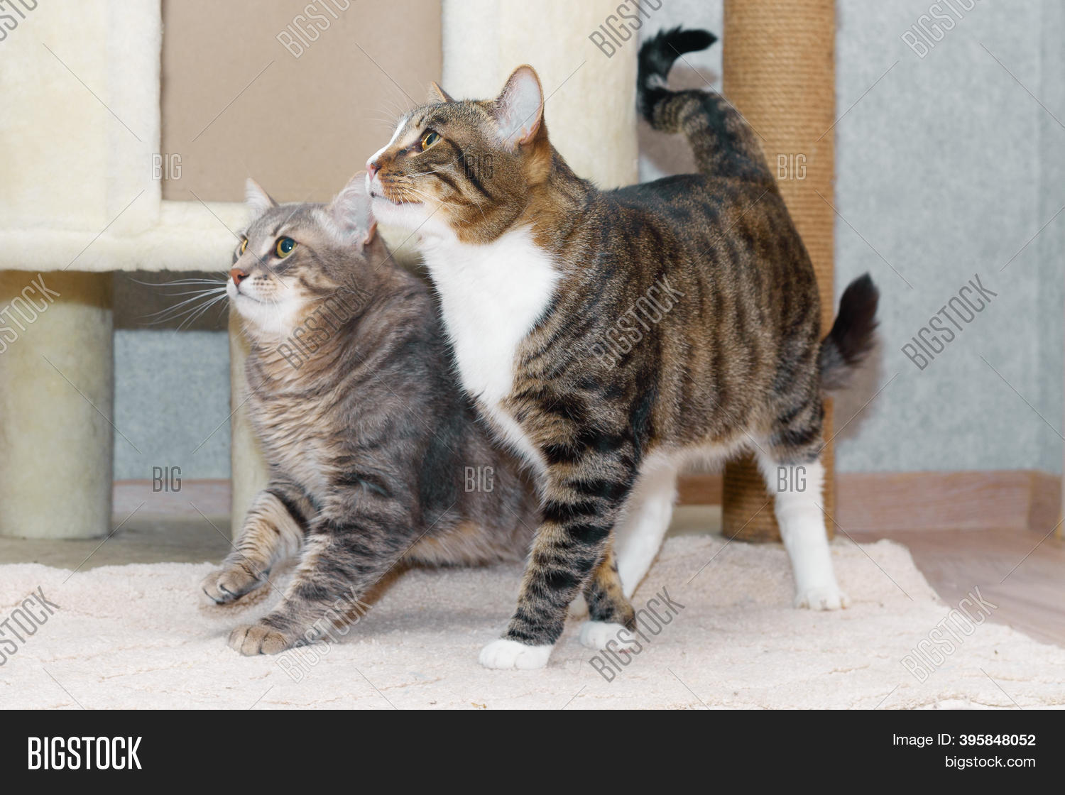 Two Tabby Mongrel Cats Image & Photo (Free Trial) | Bigstock
