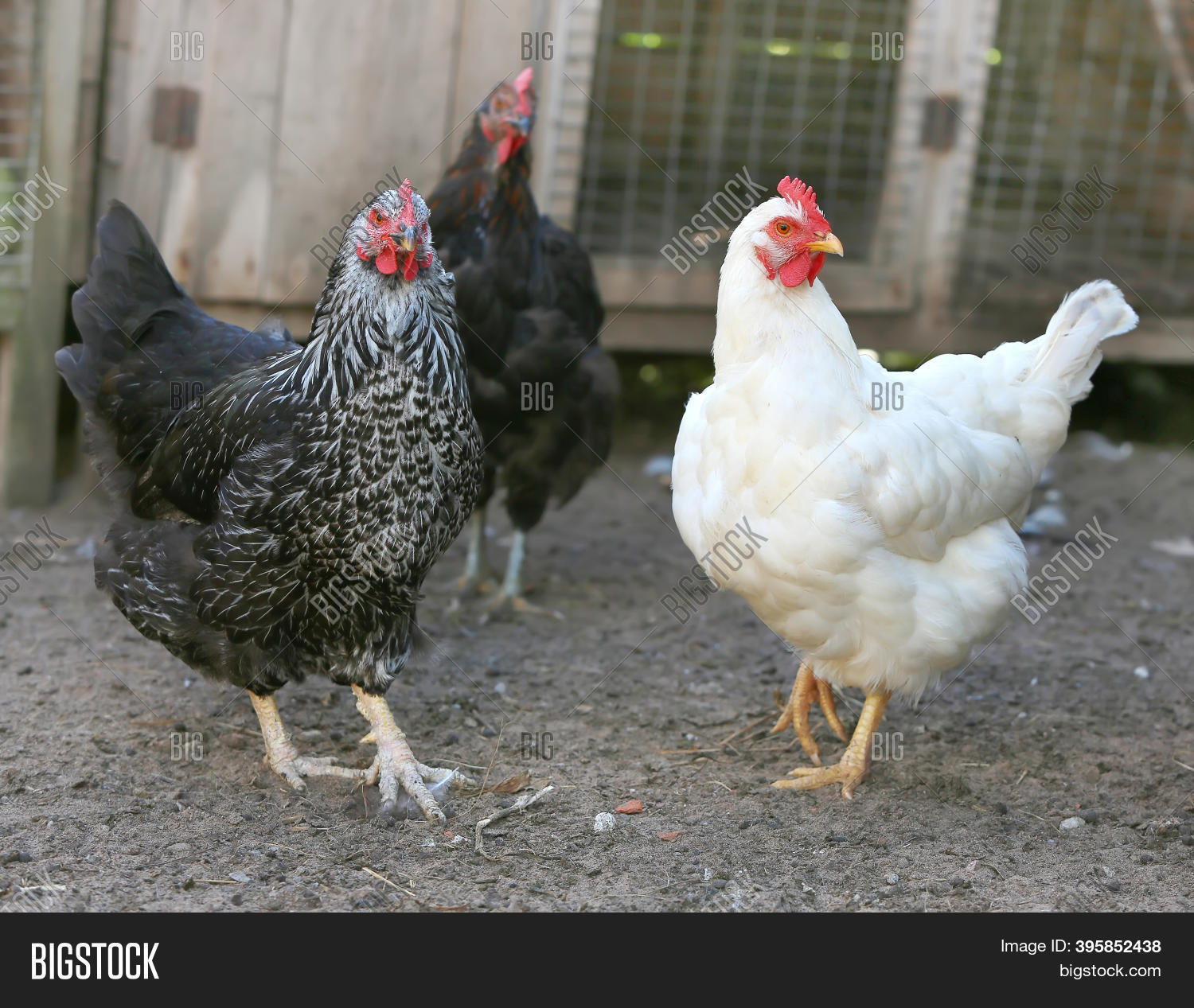 Brown Black Hen Image & Photo (Free Trial) | Bigstock