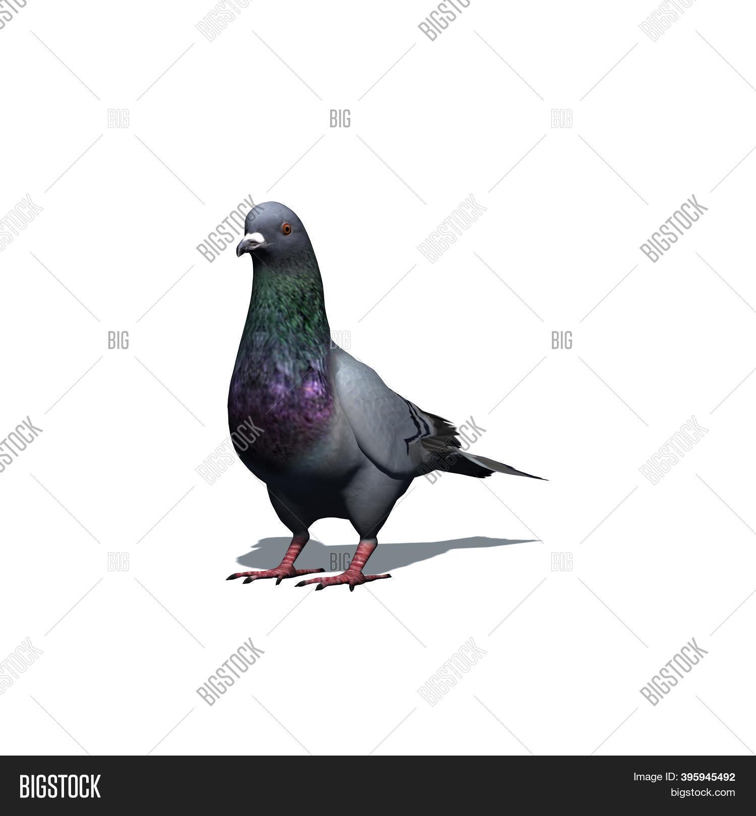 Animal Farm Pigeons