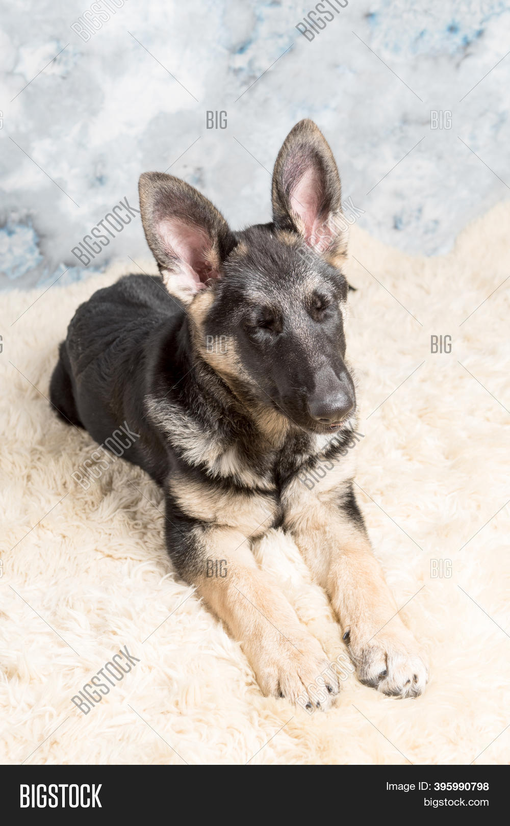 Sleepy German Shepherd Image & Photo (Free Trial) | Bigstock
