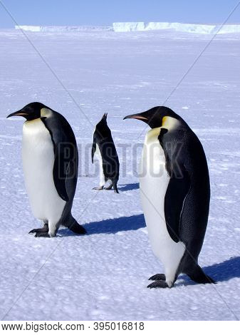 Mom Dad Friendly Image & Photo (Free Trial) | Bigstock