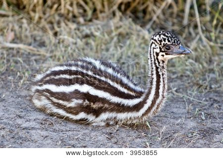 Baby Emu Image & Photo (Free Trial) | Bigstock
