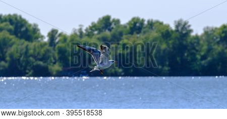 Seagull Hunting Down Image & Photo (Free Trial) | Bigstock