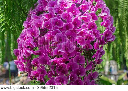 Orchid Images, Illustrations & Vectors (Free) - Bigstock