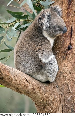 Koala Cute Marsupial Image & Photo (Free Trial) | Bigstock