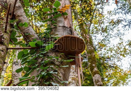 Big Polypore Mushroom Image & Photo (Free Trial) | Bigstock