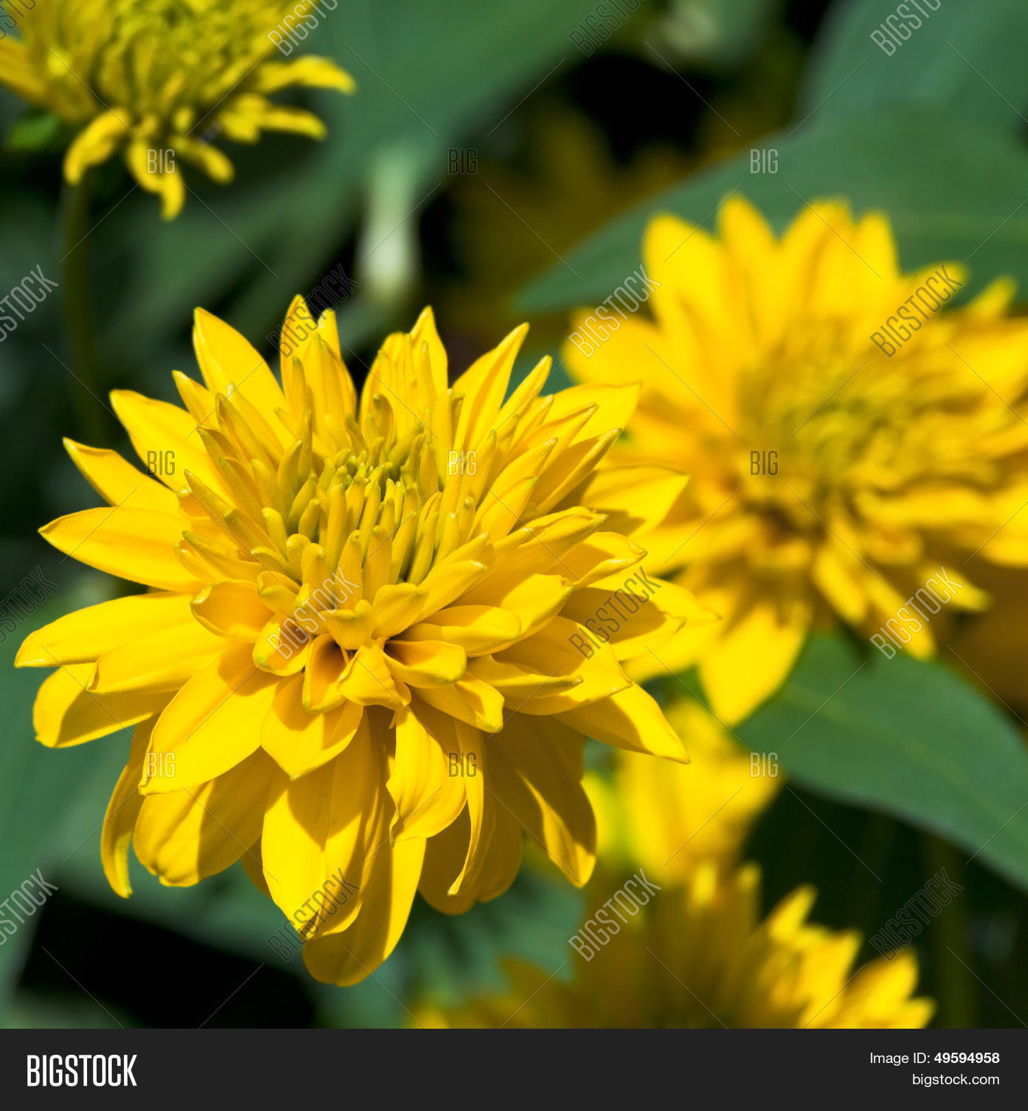 Yellow Flowers Head Image & Photo (Free Trial) | Bigstock