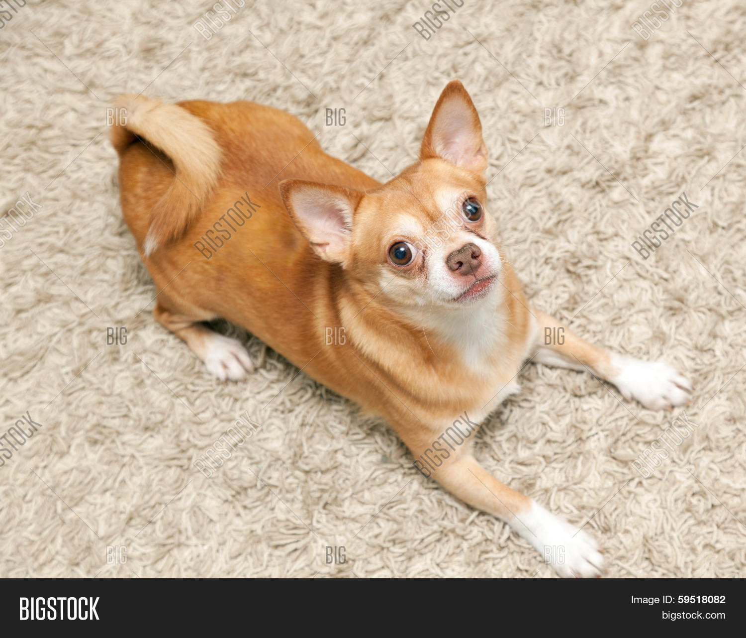 Chihuahua Hua Dog Sits Image & Photo (Free Trial) | Bigstock