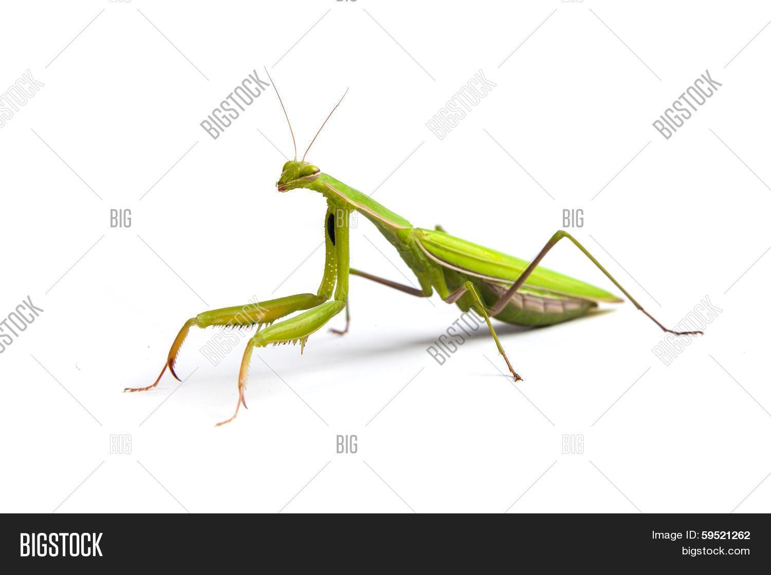 Mantis Isolated On Image & Photo (Free Trial) | Bigstock