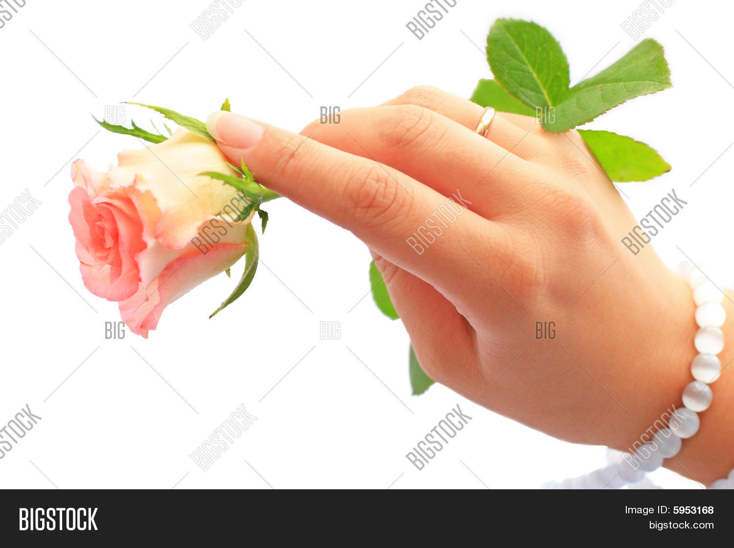 Hand Holding Rose Image & Photo (Free Trial) | Bigstock