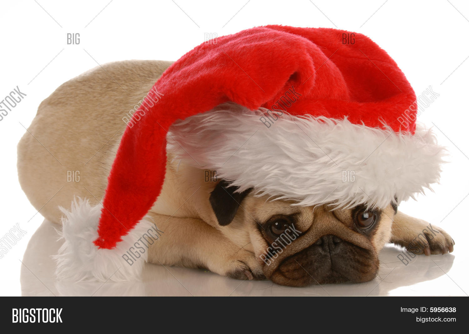 Pug Dressed Santa Image & Photo (Free Trial) | Bigstock