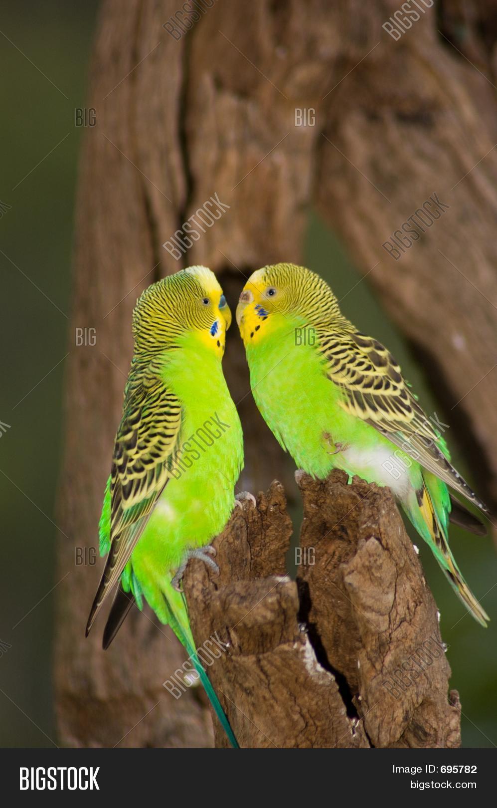 Friendly Budgies Image & Photo (Free Trial) | Bigstock