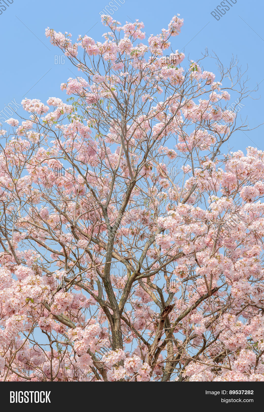 Pink Flower Tabebuia Image & Photo (Free Trial) | Bigstock