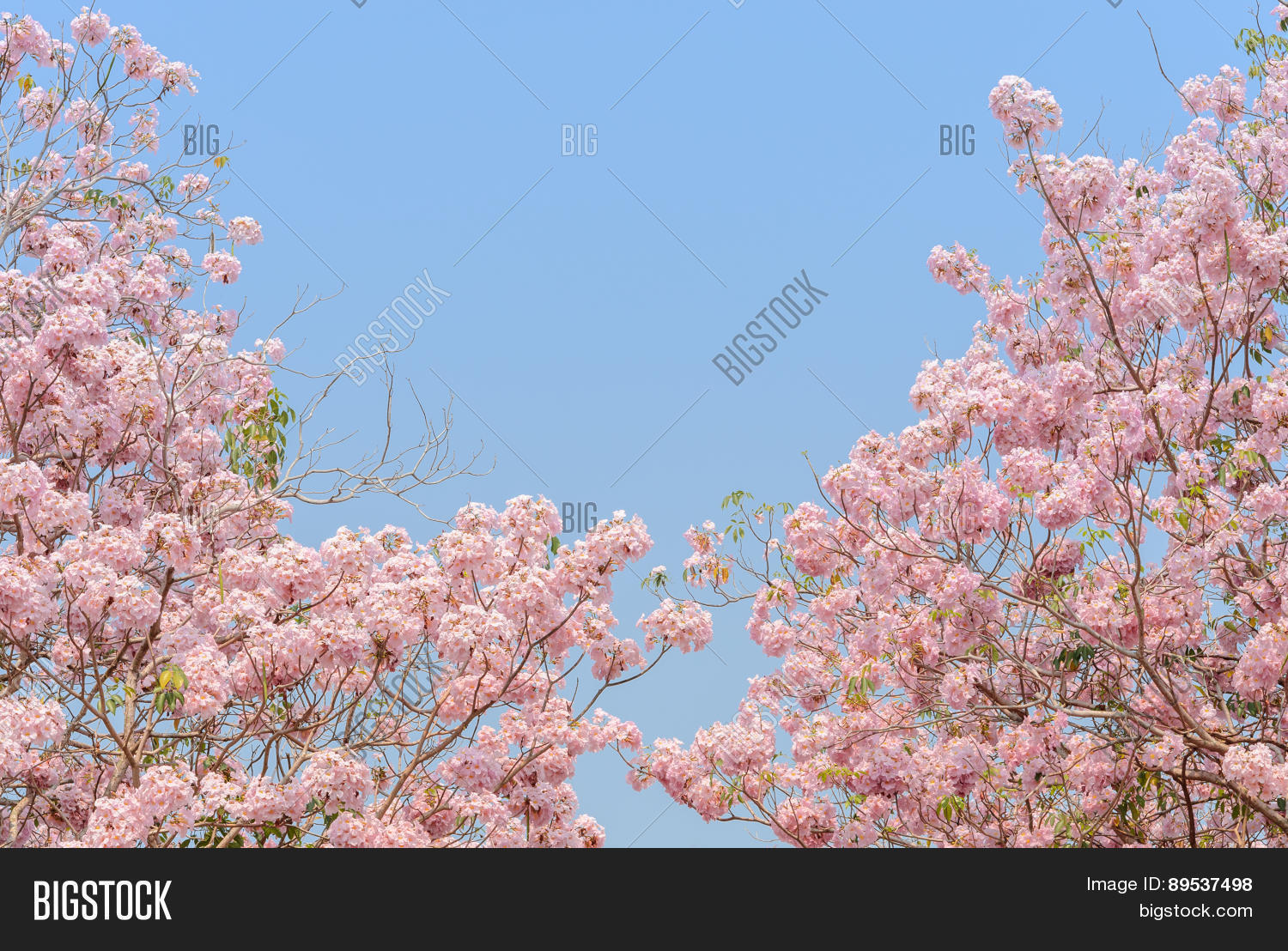Pink Trumpet Tabebuia Image & Photo (Free Trial) | Bigstock
