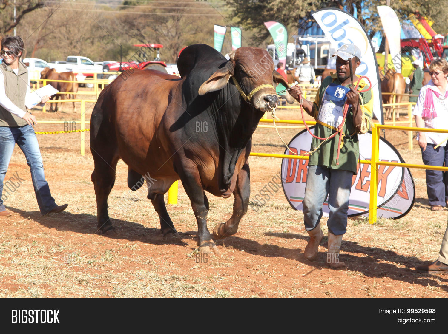 Brown Brahman Bull Image & Photo (Free Trial) | Bigstock