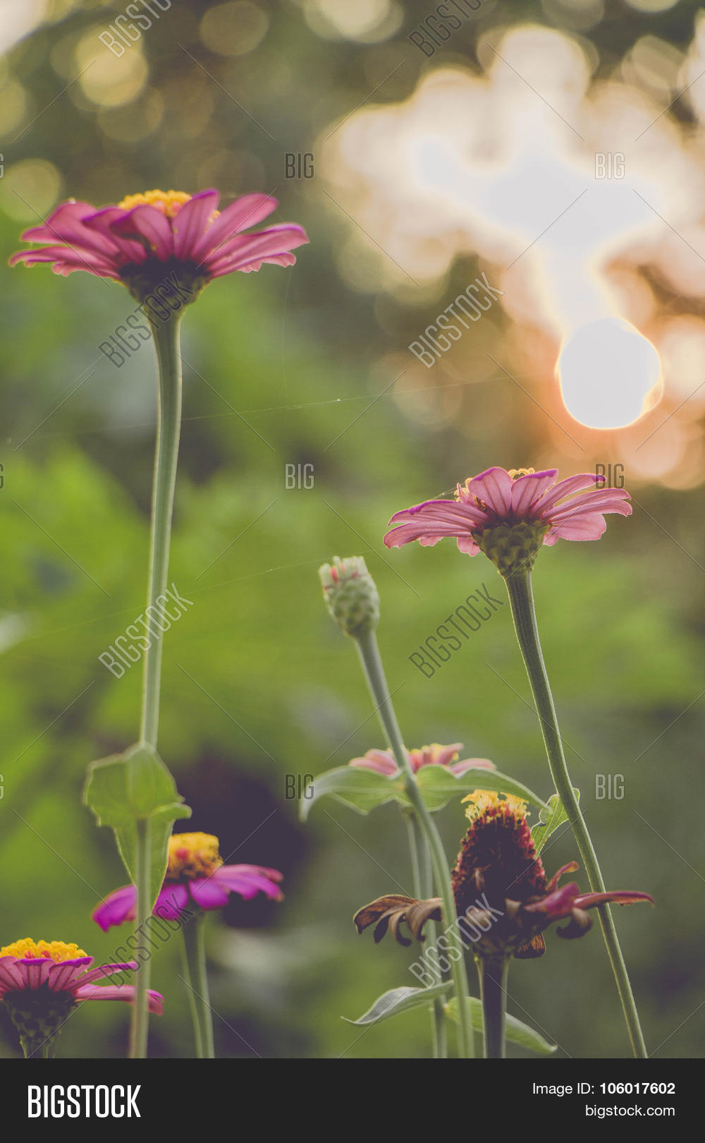 Vintage Photo Nature Image & Photo (Free Trial) | Bigstock