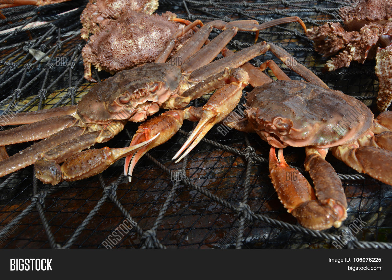 Close- Opilio Crab Net Image & Photo (Free Trial) | Bigstock
