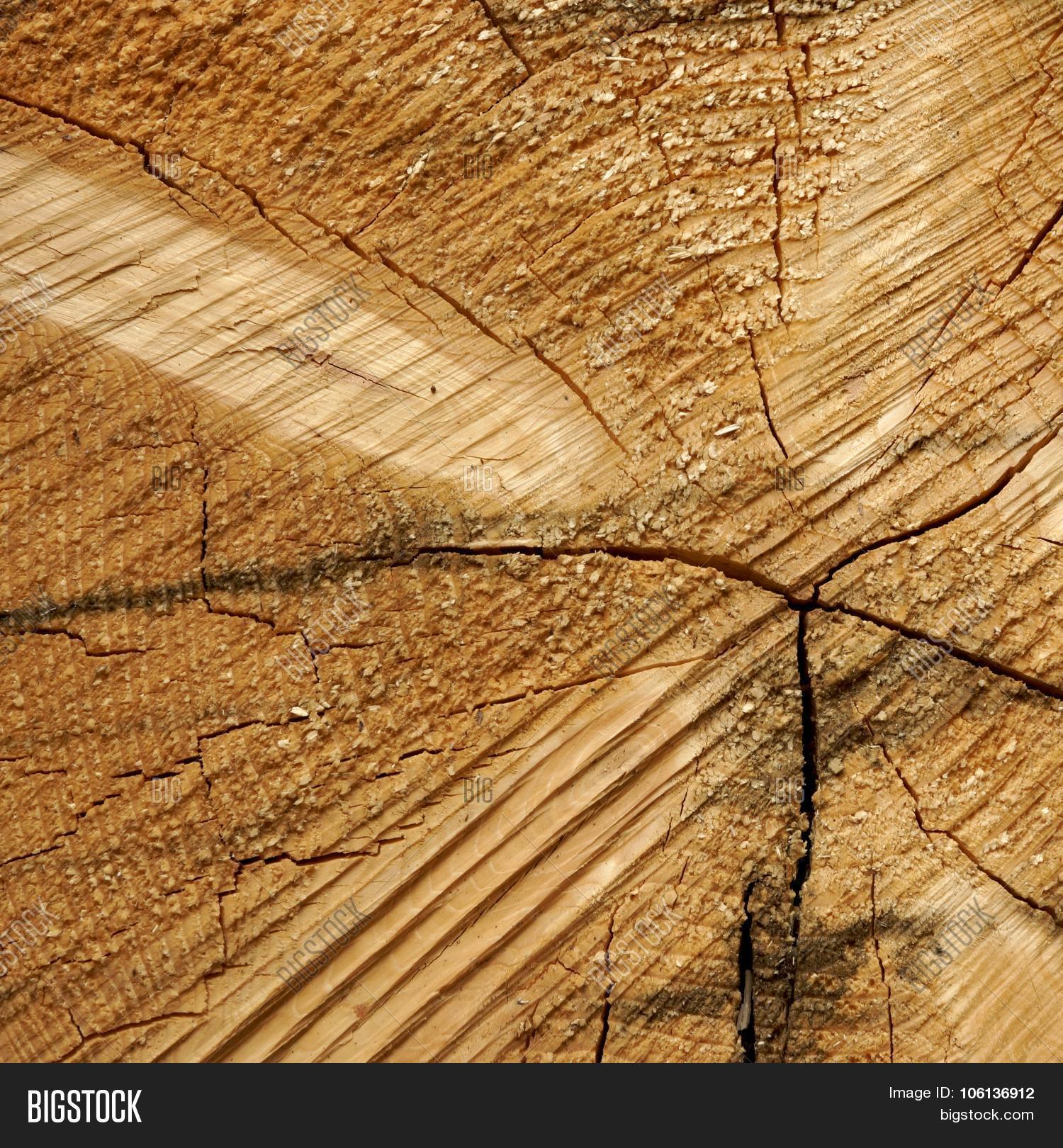 Pine Wood Tree Trunk Image & Photo (Free Trial) | Bigstock