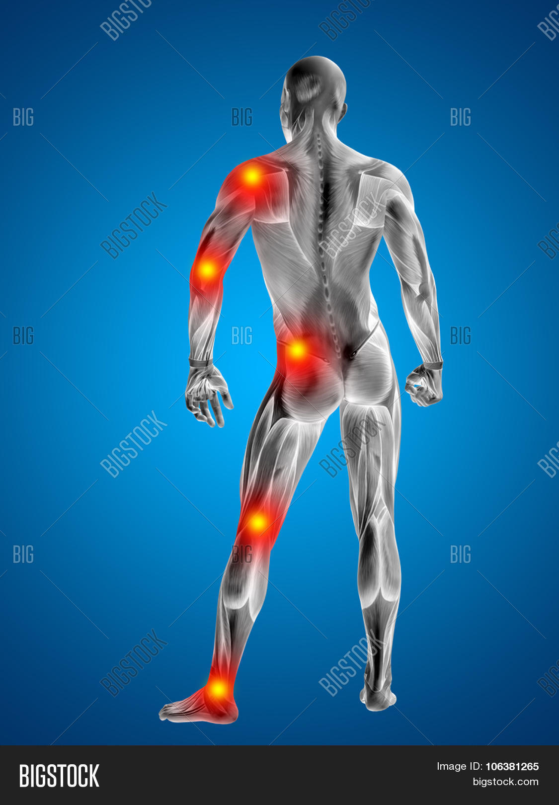 3D Human Man Muscles Image & Photo (Free Trial) | Bigstock