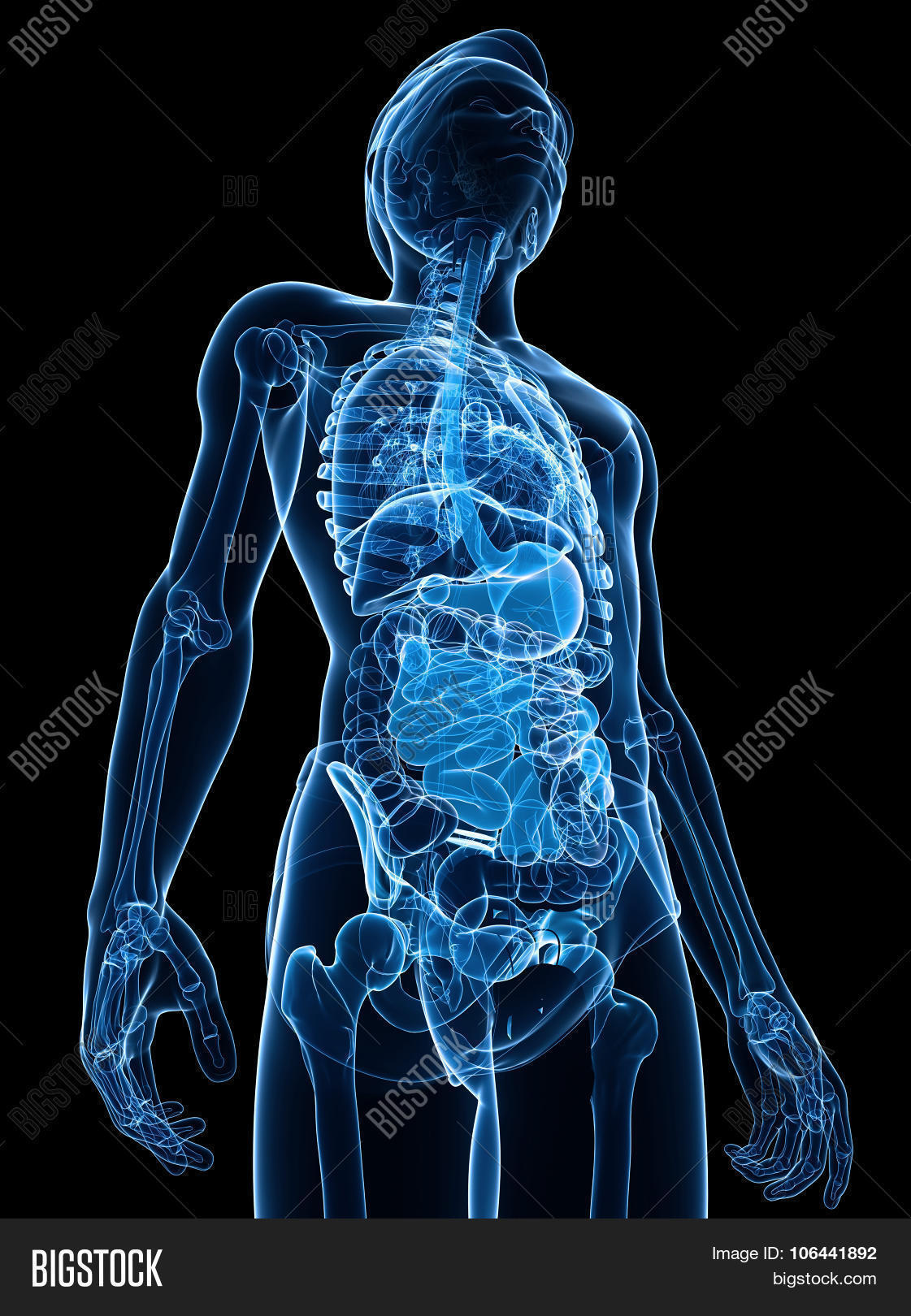 Xray Digestive System Image & Photo (Free Trial) | Bigstock