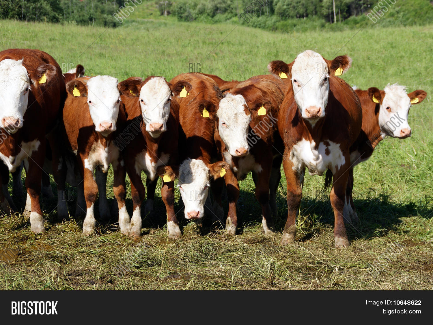 Seven Cows Row Image & Photo (Free Trial) | Bigstock