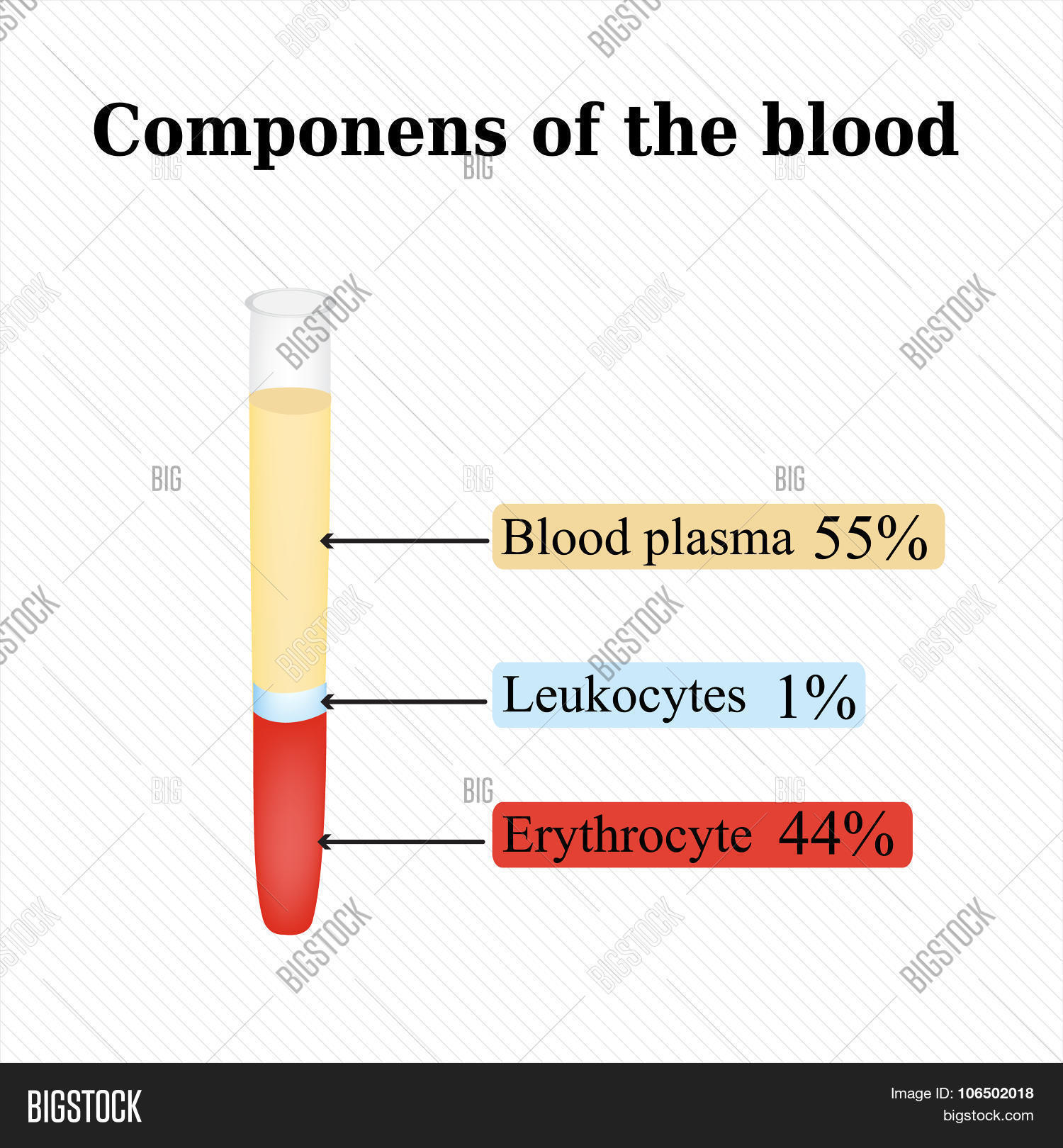 Components Blood. Vector & Photo (Free Trial) | Bigstock