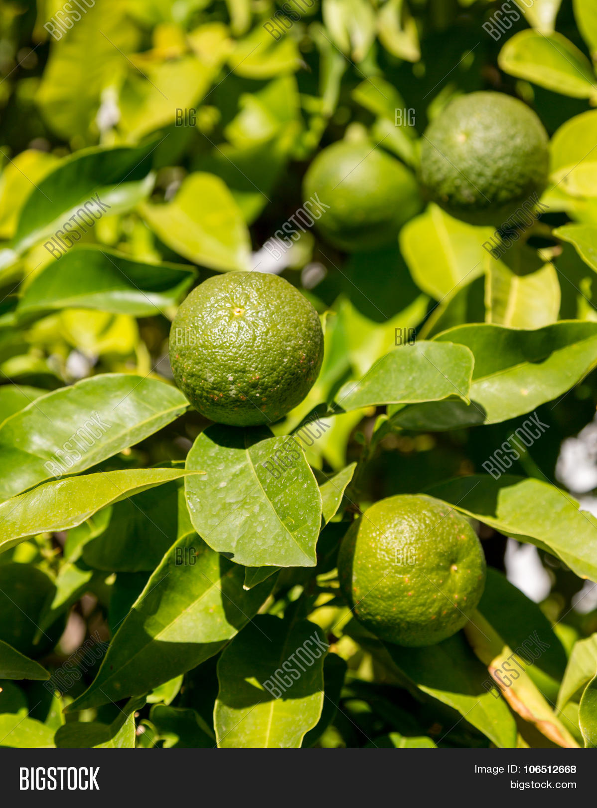 Hybrid Tree Growing Image & Photo (Free Trial) | Bigstock